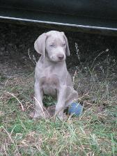 Palimar Weimaraners